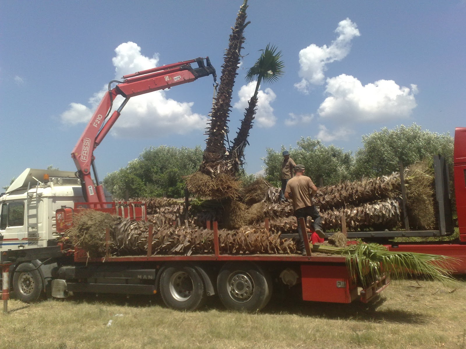 ΦΥΤΩΡΙΑ ΔΕΛΤΑ NURSERIES DELTA TREES LTD: ΦΟΙΝΙΚΑΣ ΦΥΤΑ - ΟΥΑΣΙΓΚΤΟΝΙΑ Η ...