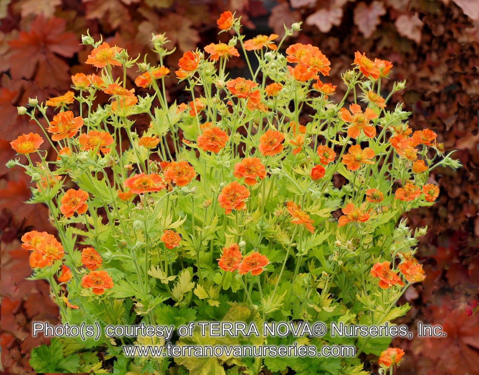 Confessions Of A Plant Geek: Garden Gems: Geum