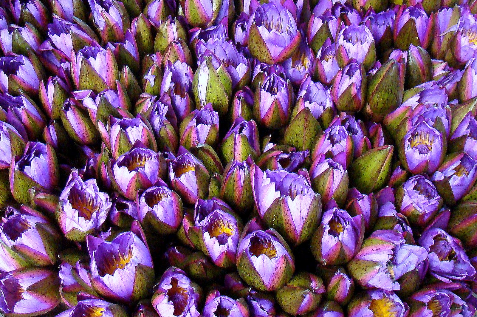 Discover-SriLanka: SRI LANKA - ' NIL MANEL ' FLOWER [ BLUE WATER LILY ]