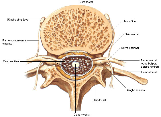 Medicina In Situ Neuroanatomia Medula Espinhal
