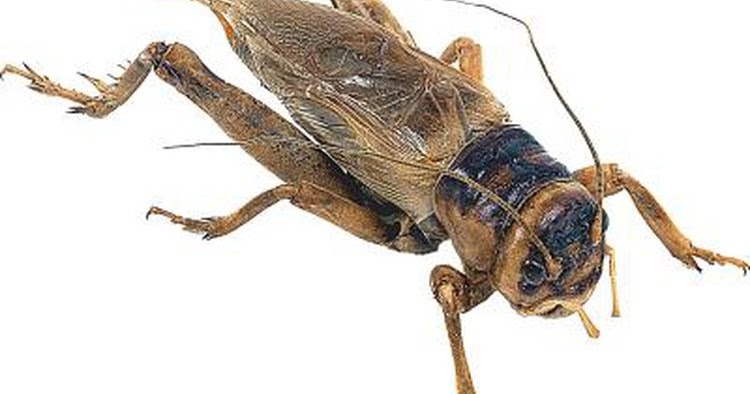 Jangkrik - Ciri-Ciri dan Karakteristik Fisik Mereka - Berbagi Informasi ...