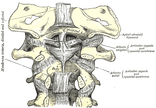 Fisioinforma: Síndrome das facetas interapofisárias na cervical