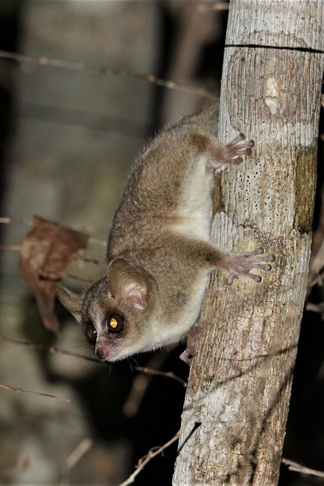 Kirindy Private Reserve - Lemurs, Fossas, Reptiles and Screams in the ...
