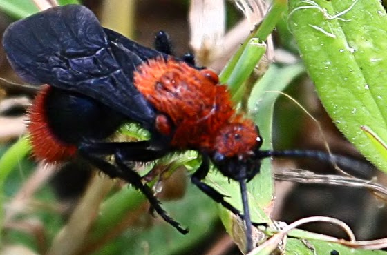 honey bee and wasp: Cow Killer - (Dasymutilla occidentalis)