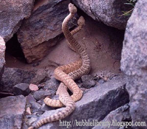 B u B b L e L i B R A R Y: When does a snake "dance"?