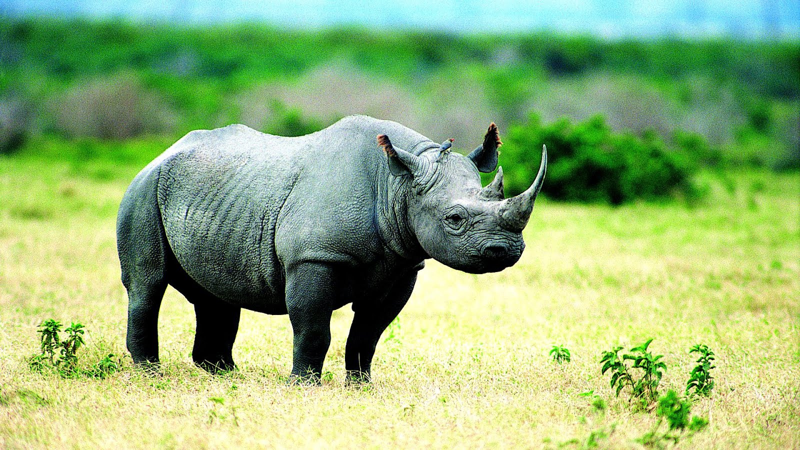 Top 20 Endangered Animals In The World - Danger Choices