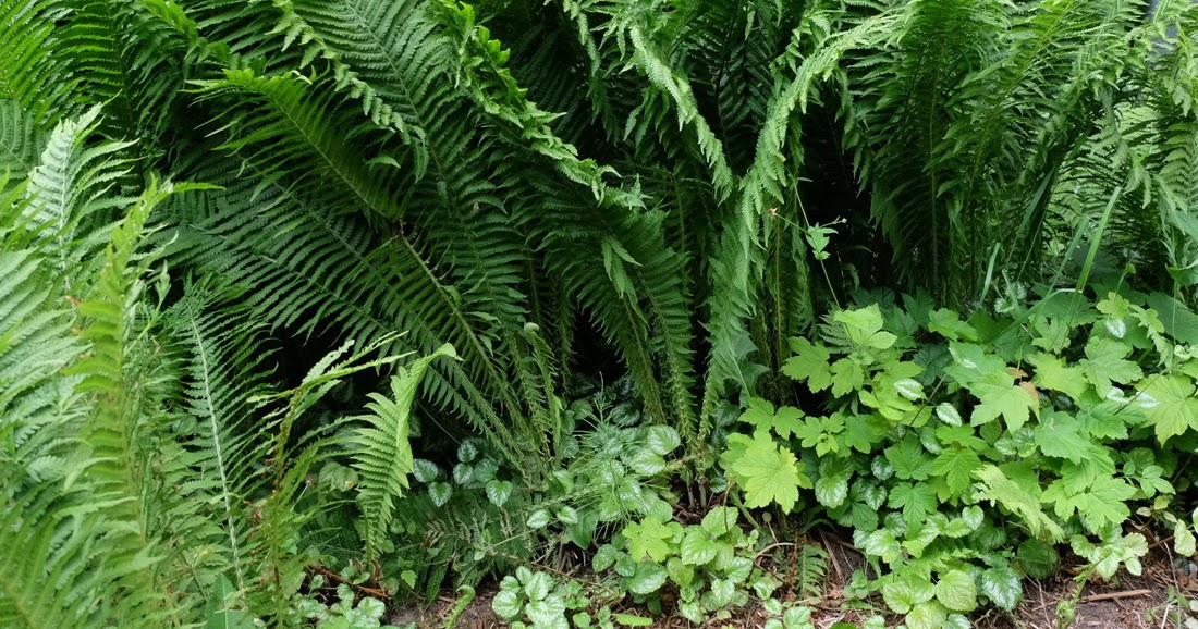 Susannes Blomster Café: Bregne bed