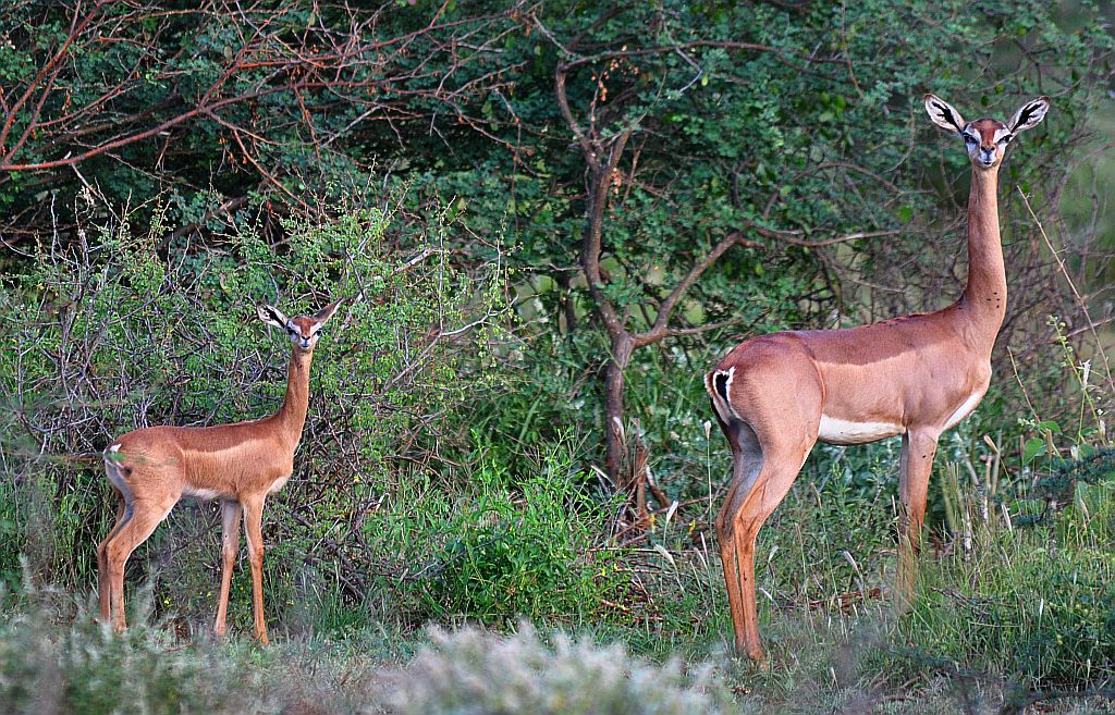 Elsen Karstad's 'Pic-A-Day Kenya': Gerenuk Female & Young. Amboseli Kenya