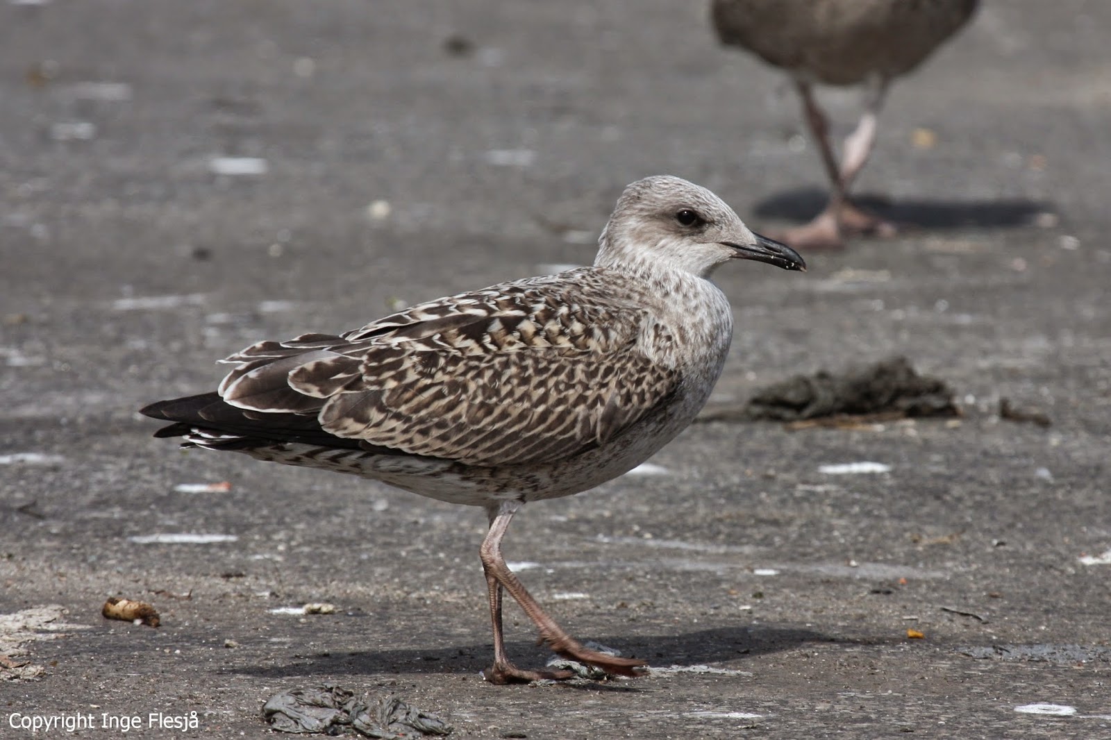 Stormåker: 1cy Lesser Black-backed Gull with first-winter type ...