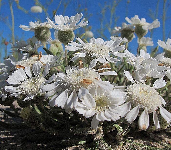 Esperance Wildflowers