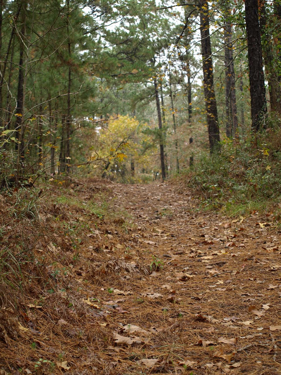 Weird, Wacky and Wild South: On the trail of the Longleaf Pine