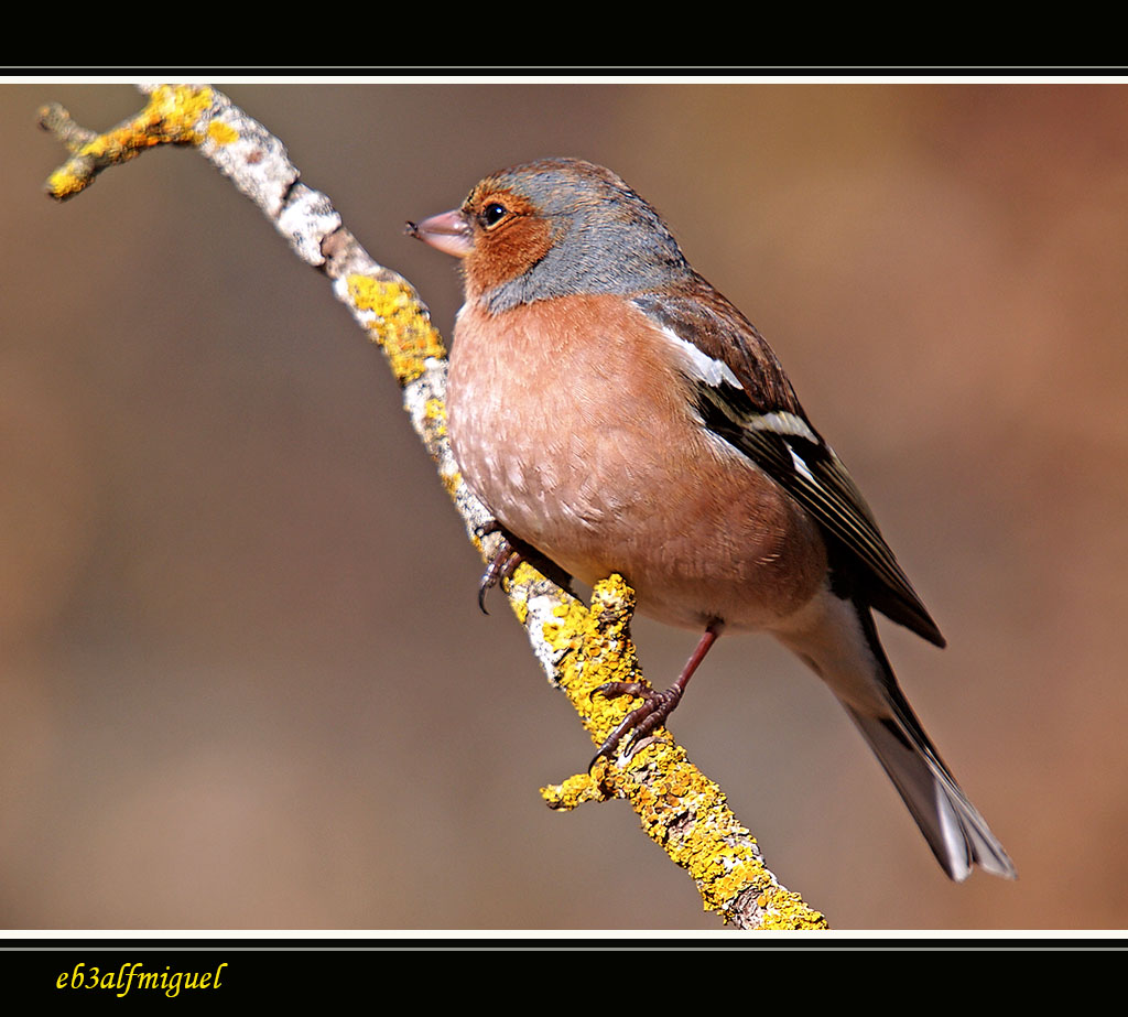 Miguel fotografia: Pinzón vulgar (Fringilla coelebs)