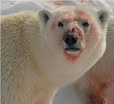 The True Meaning of Life: The Five Movements of the Polar Bear