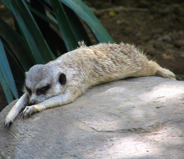 The Meerkat - Sun Angel of Africa | The Ark In Space