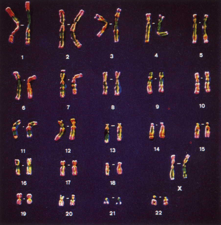 Kromosomer, Celldelning och Förökning 2 | Liv och genetik