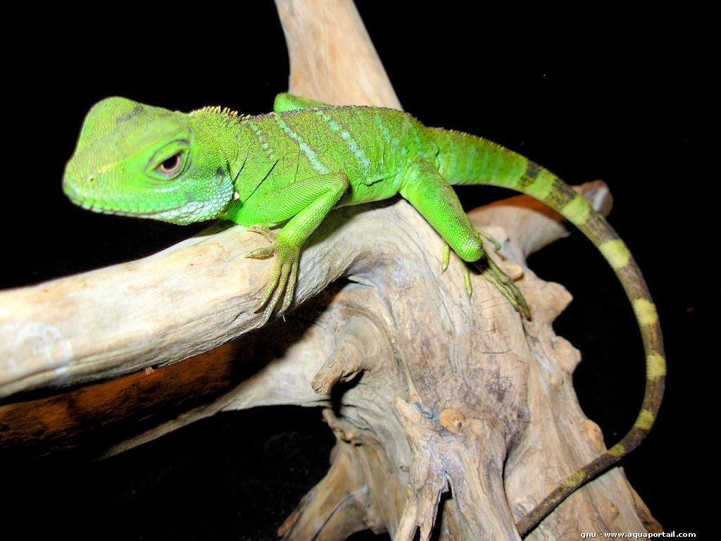 SAURIOS ~ Reptiles y Anfibios Online