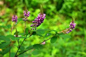 DAUN OBAT TRADISIONAL INDONESIA: DAUN DUDUK (desmodium triquetrum)
