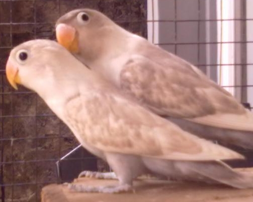 Lovebird Surabaya (Waffen SS Aviary): Warna Warni Love Bird di ...