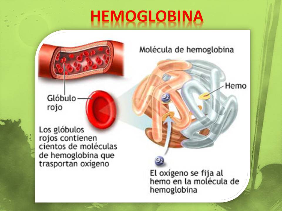 Fisiología Básica: Hemoglobina