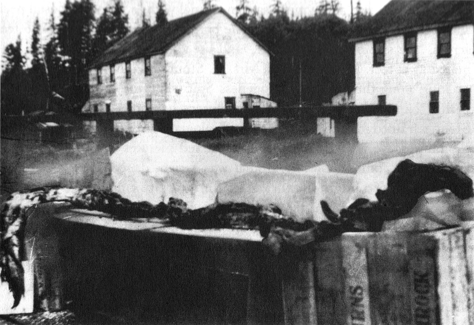 Biodiversity Heritage Library: The Quest for the Sea Serpent: An ...