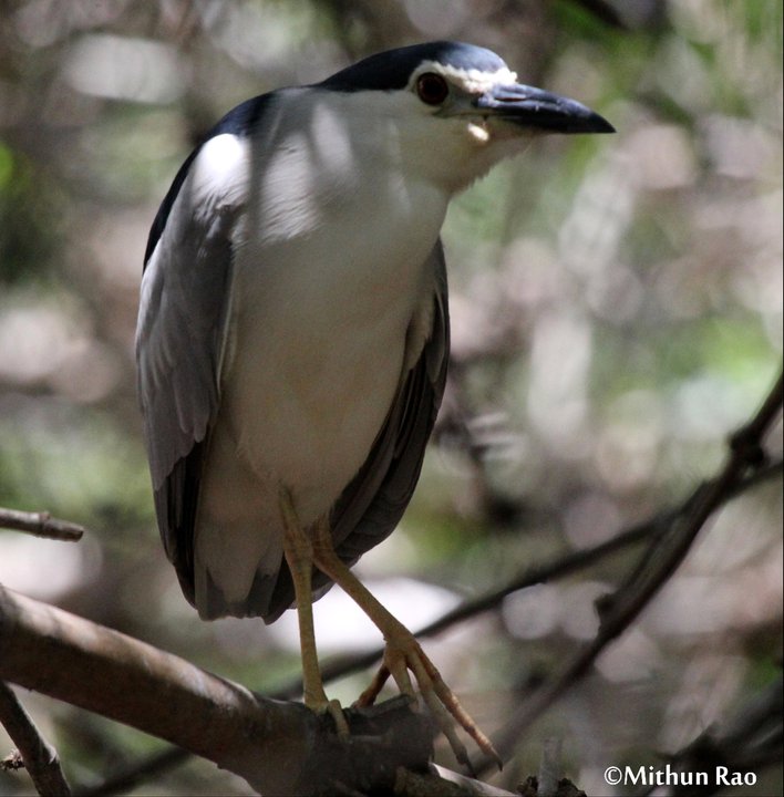 Mithun: Bird Photography