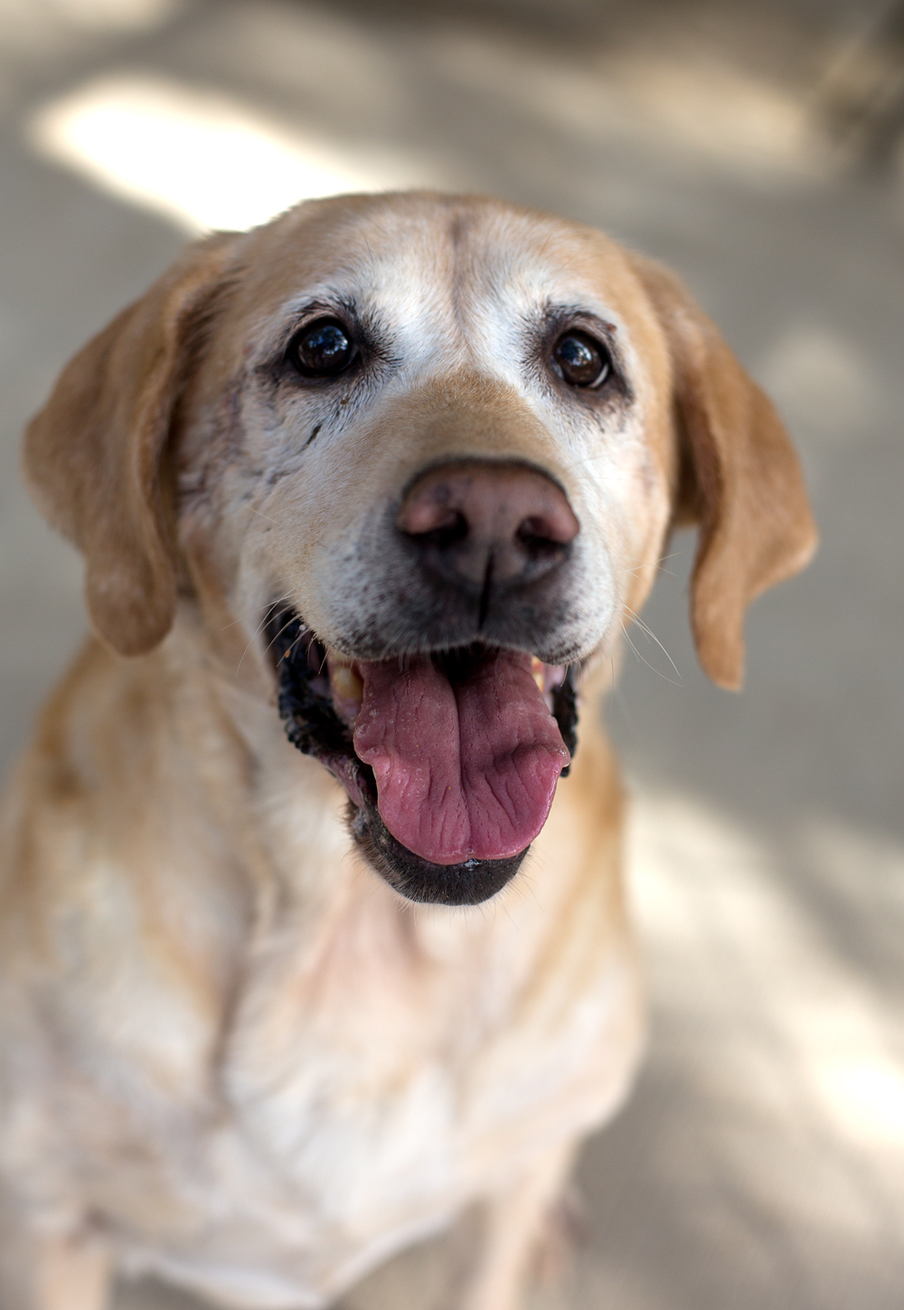 Shelter Dogs of Portland: "RAVEN" gentle and spunky senior Yellow Lab ...