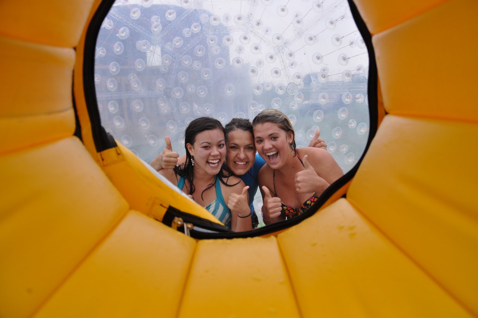 My New Zealand: Lots of sheep and a hamster ball