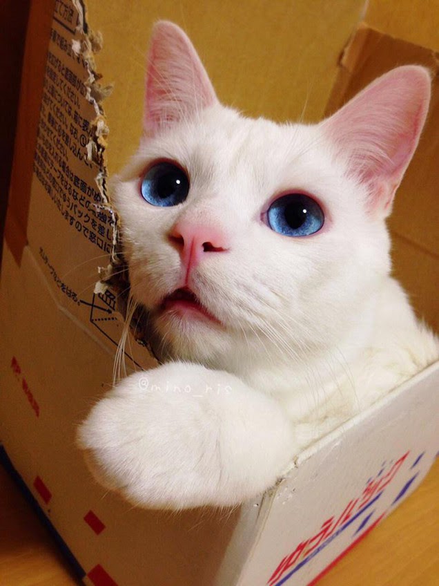 Meet Setsu-chan, a cat with the 'Awful Sleeping Face in Japan' (8 pics ...