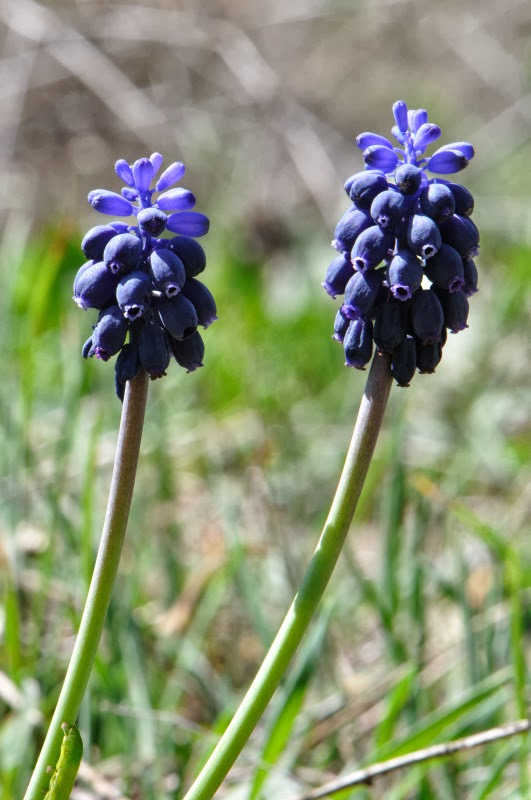 Flora Silvestre de Murcia: Muscari neglectum