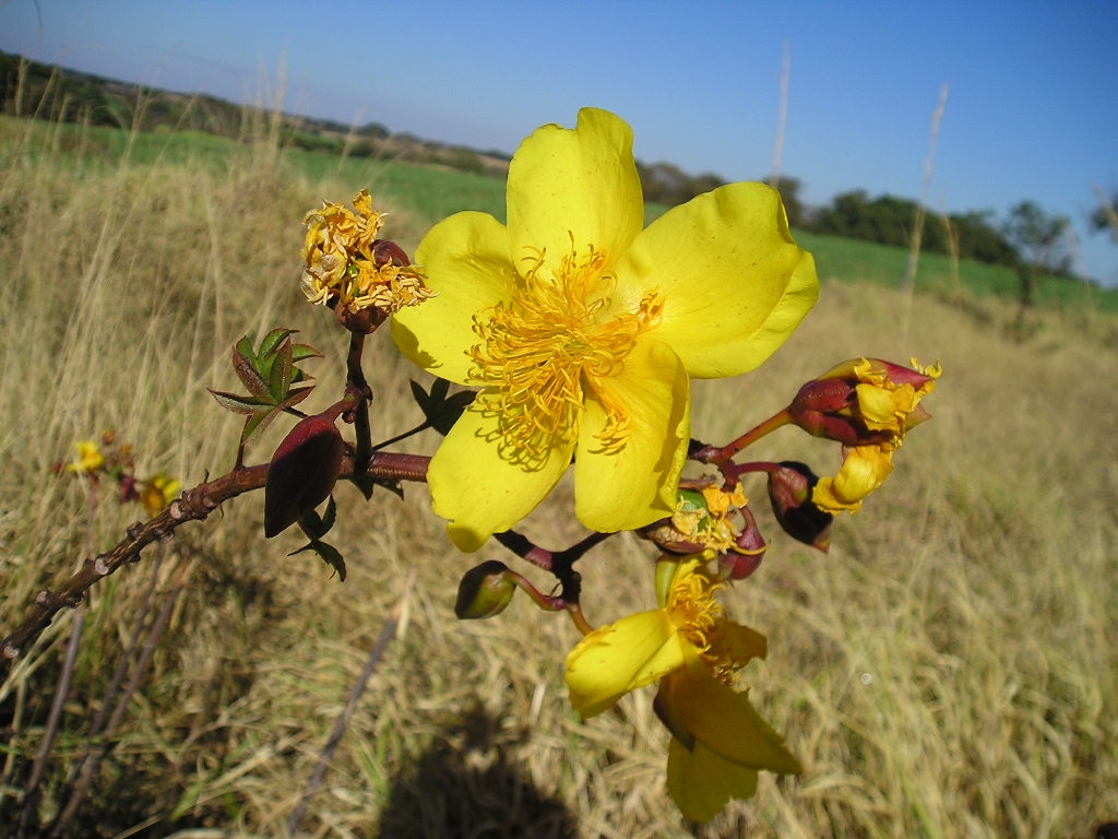 Caminhos do Cerrado: Flores do Cerrado