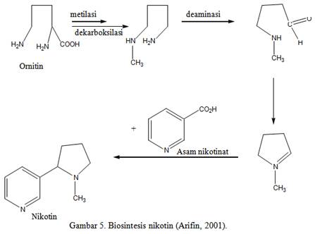 Kimia Bahan Alam ( Nikotin )