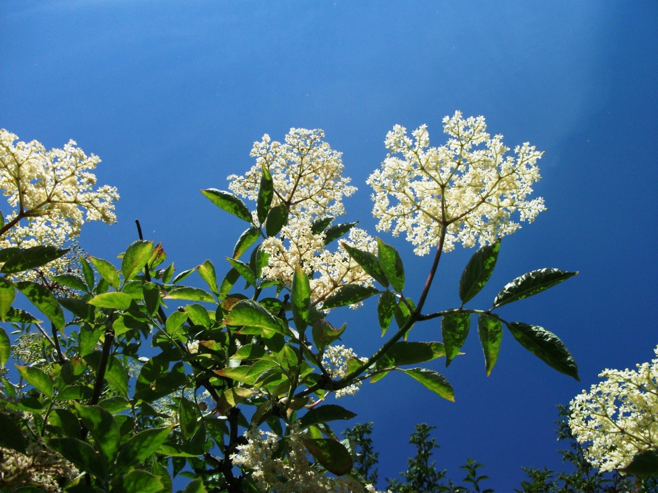 Love Making Things: Elderflower Cordial 2011