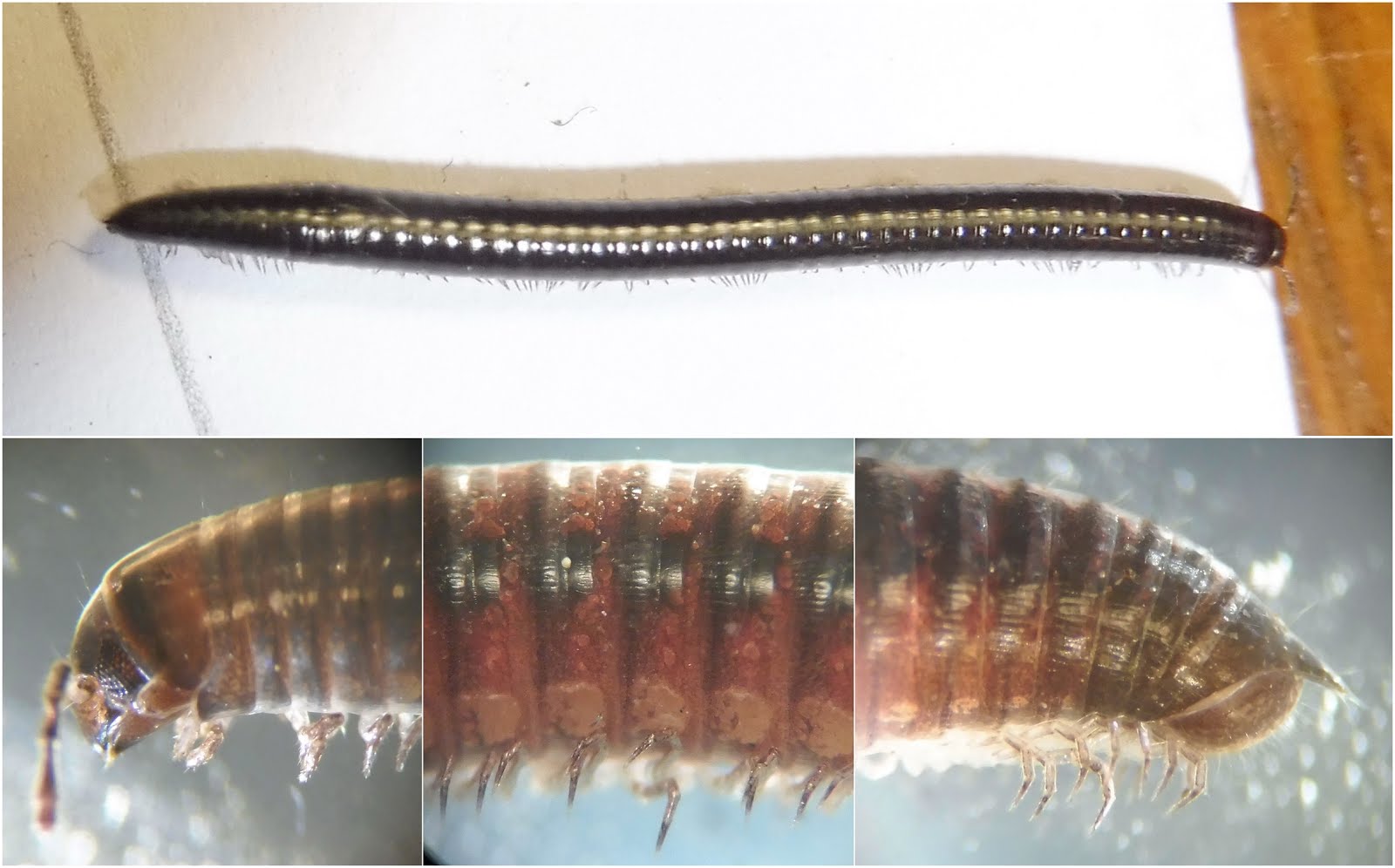 fauna de can grau: Miriàpodes (13)