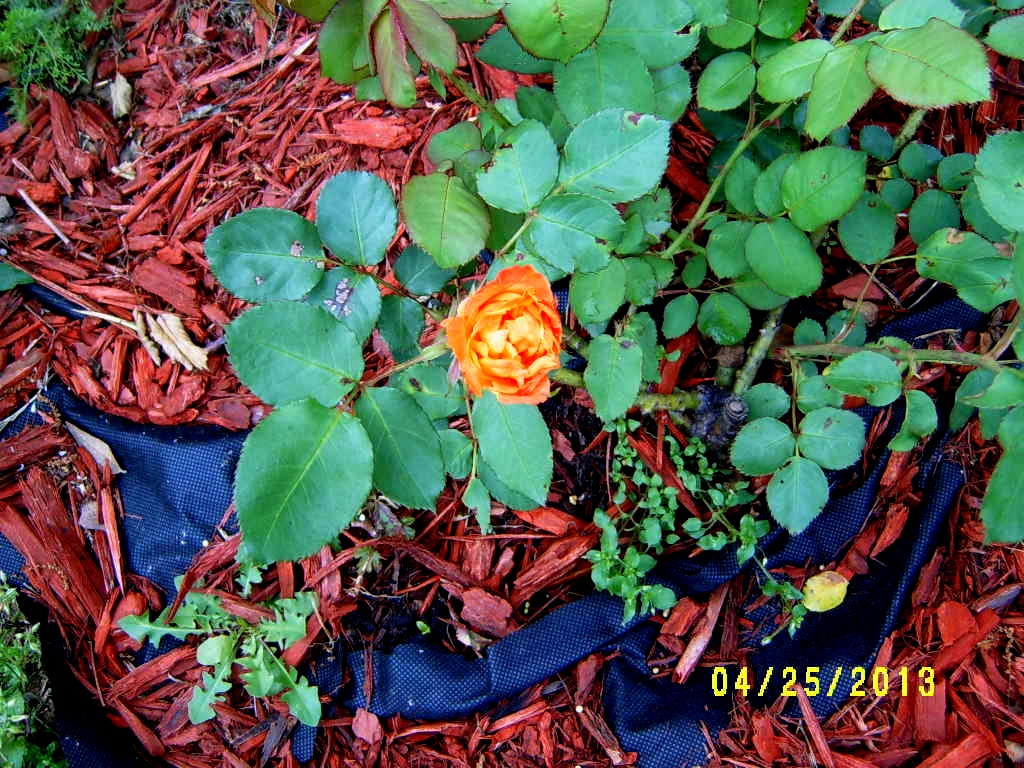 Alabama Rose and Flower Garden from a Non-Green Thumb: Roses I own...so ...