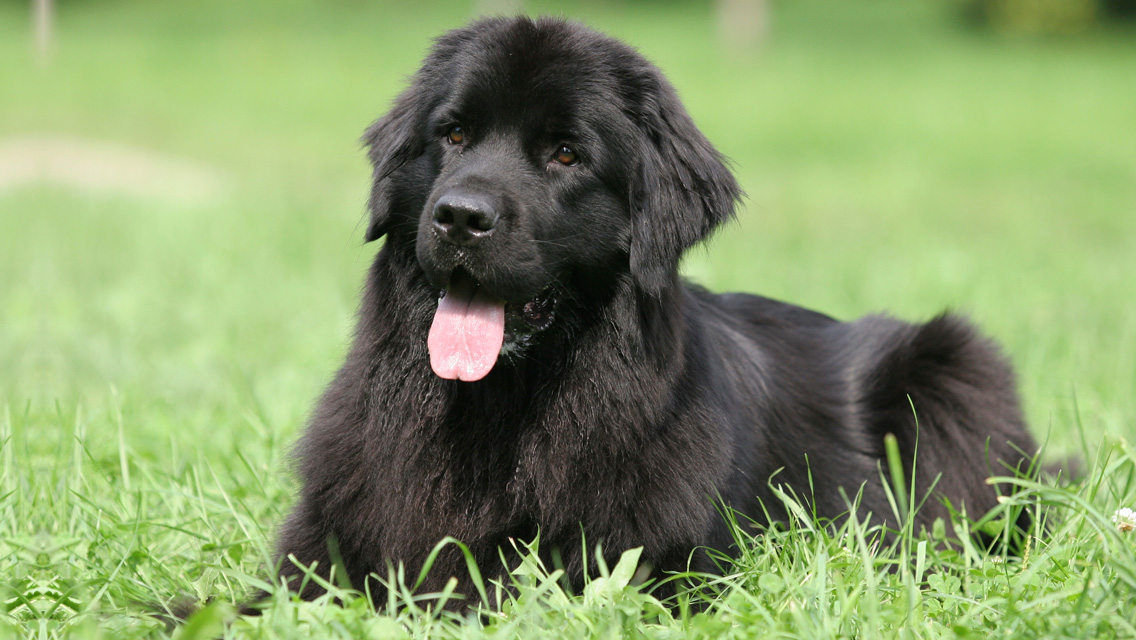 Top 10 Black Dogs Breeds - Luv My Dogs