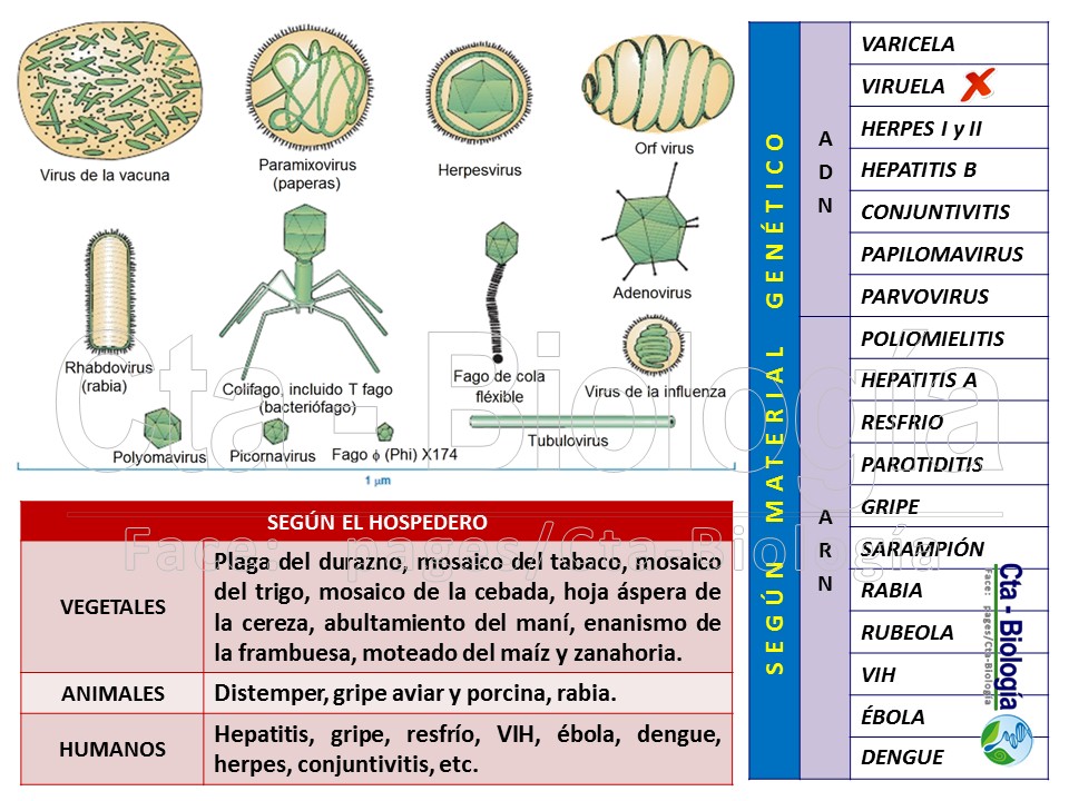 Biología didáctica: Ingeniería Sem. BIO 4 - Los Virus