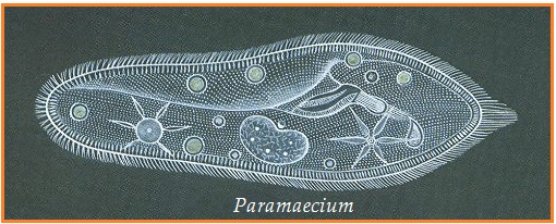 LATIHAN SOAL TAXONOMI | INTI SARI BIOLOGI