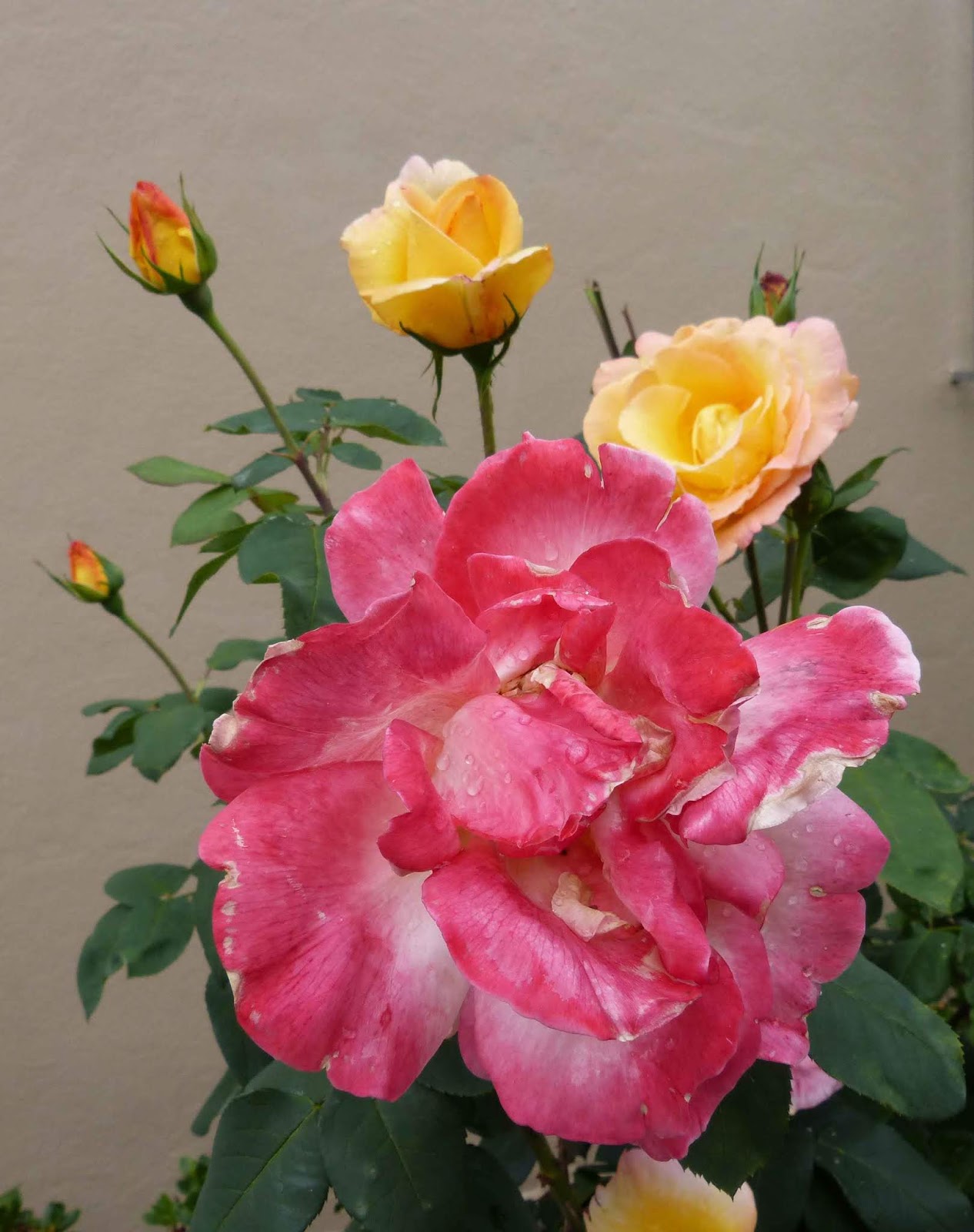 Canguçu em cores II: Roseira - Rosa - Rosa-Arbustiva - Rosa X ...