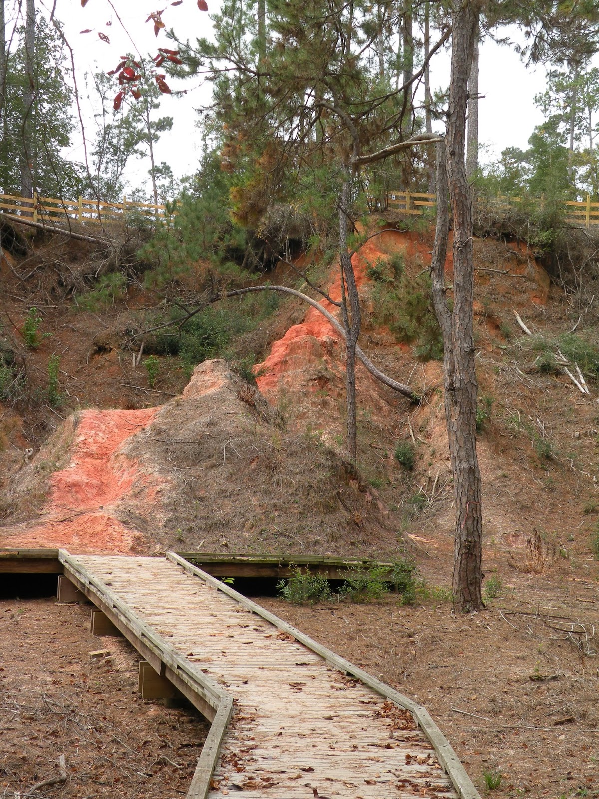 Roaming Louisiana: Bogue Chitto State Park