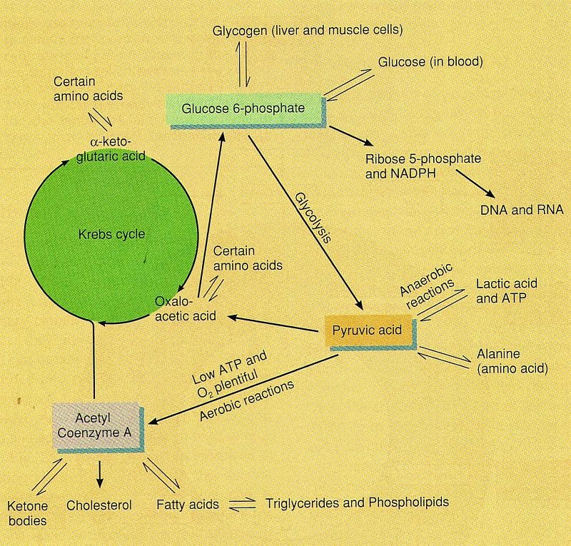 Ppt Microbial Metabolism Procuring Energy Powerpoint Presentation PPT ... Ppt Microbial Metabolism Procuring Energy Powerpoint Presentation PPT ...