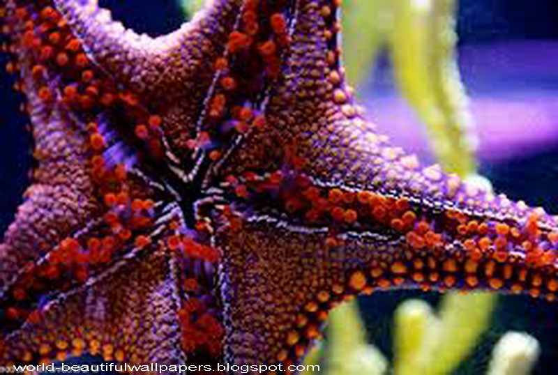 Star Fish Wallpapers - New Auto Wallpapers