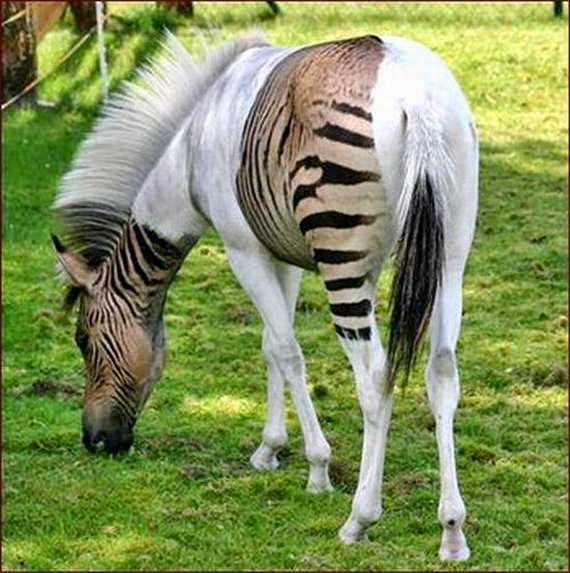 ANIMALES HIBRIDOS : ZEBROID