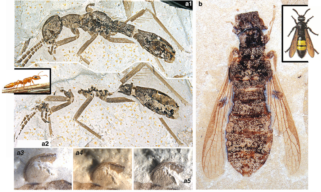 Life, et al.: Co-Evolution, Mesozoic Roachoids & Unconvincing Results ...
