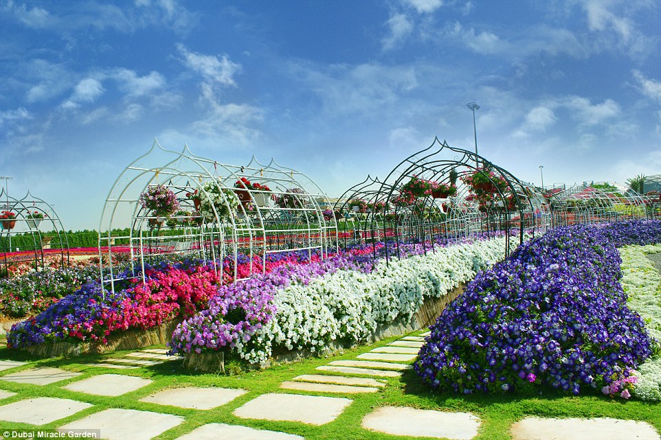 The Dubai Miracle Garden, taman bunga raksasa di padang pasir ! | wisbenbae