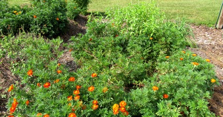 Green Gardening Matters: Nematodes, marigolds, and crop rotation