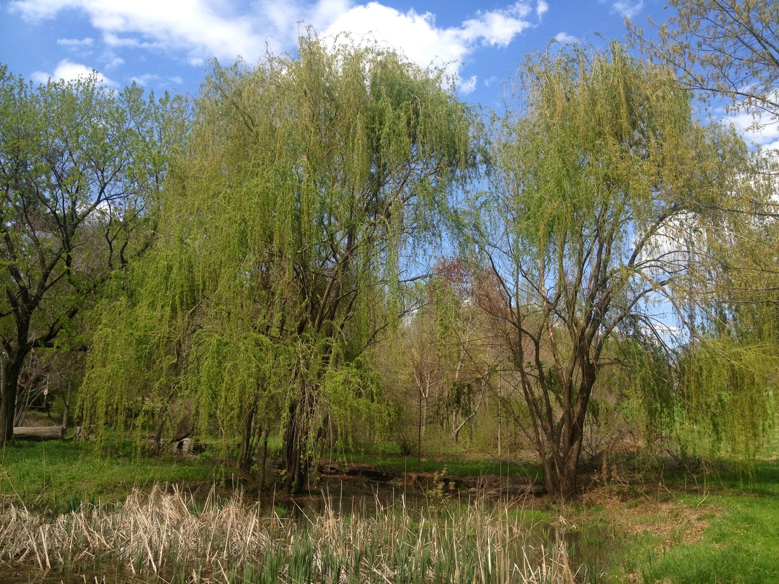 PHILLY TREES: THE PHILADELPHIA PALIMPSEST