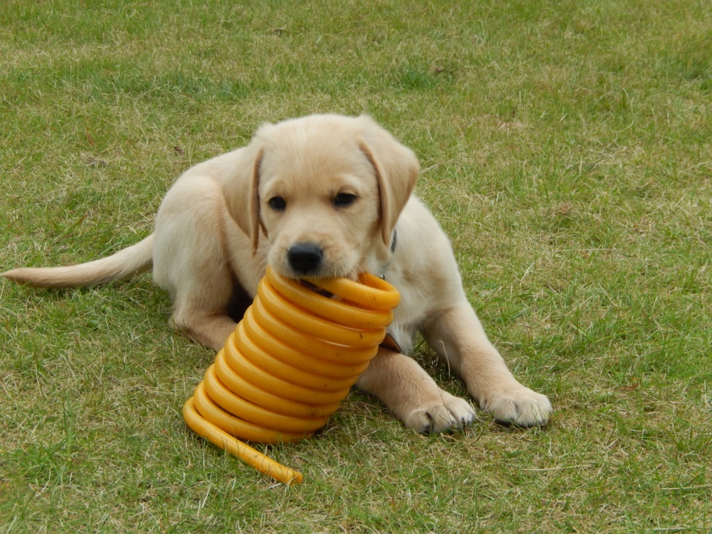 Buff - Guide Dog Puppy: Mad as a March hare