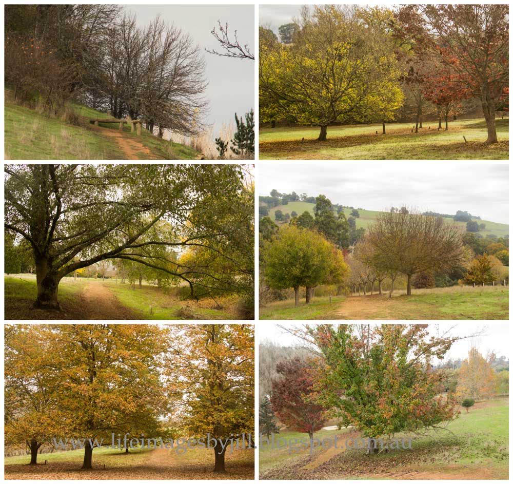 Life Images by Jill: Autumn in Western Australia, Golden Valley Tree ...