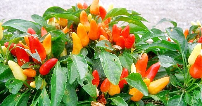 Tips Budidaya Cabe di Musim Hujan - BUDIDAYAKU