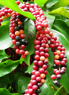 BERAGAM MANFAAT DAN KEGUNAAN: KANDUNGAN DAN MANFAAT BUAH BUNI ...